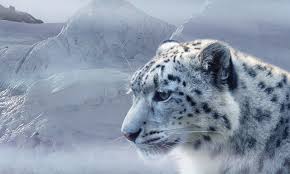 Snow Leopard Attack Leaves Skier Bloodied